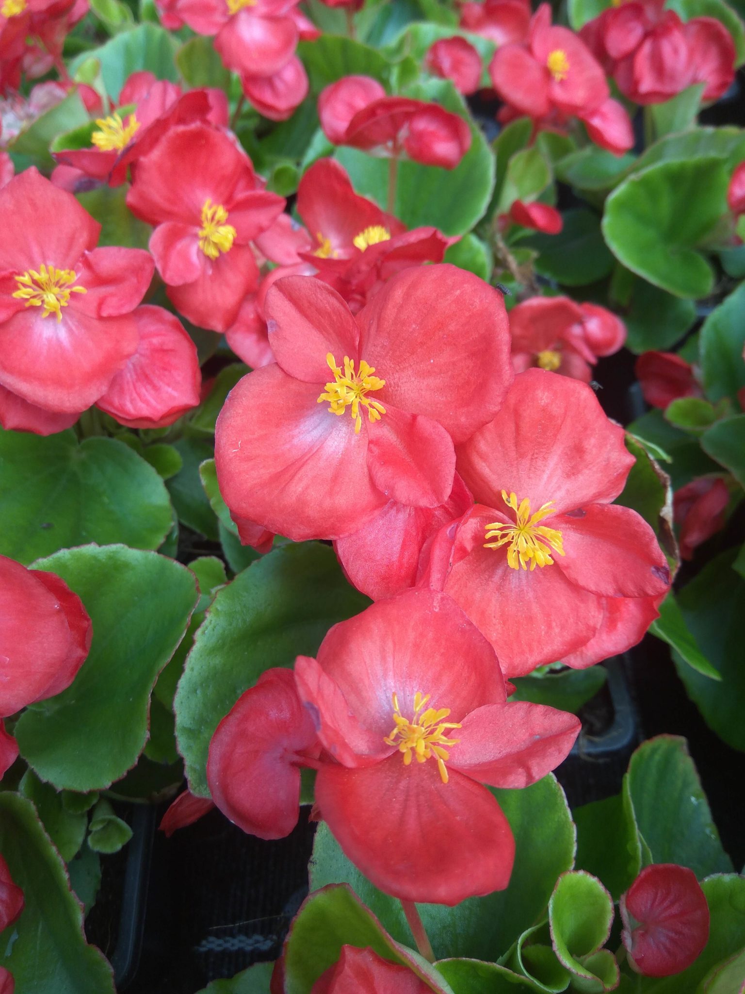 Begonia à massif rouge à feuilles vertes - Horticulture Brustier