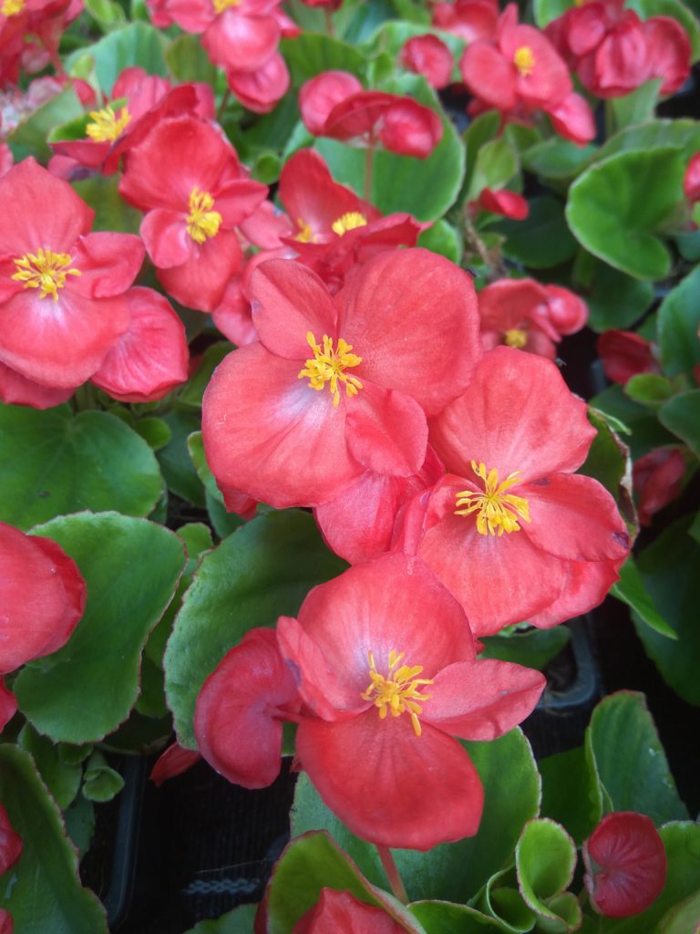 Begonia à massif rouge à feuilles vertes - Horticulture Brustier