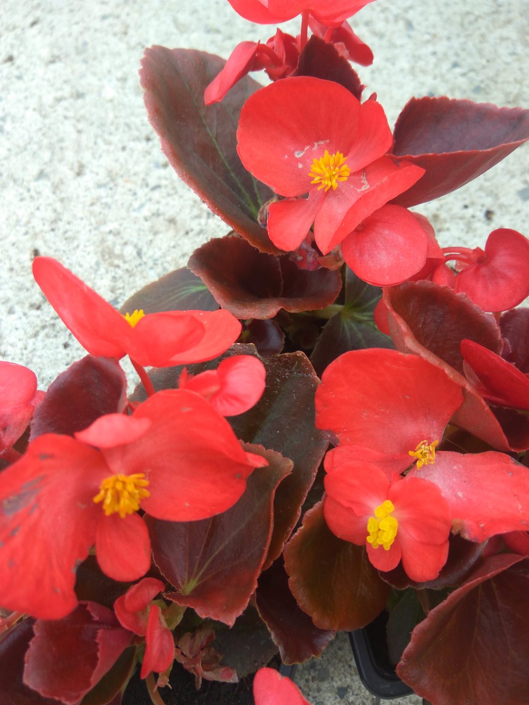 Begonia à massif rouge à feuilles pourpres - Horticulture Brustier