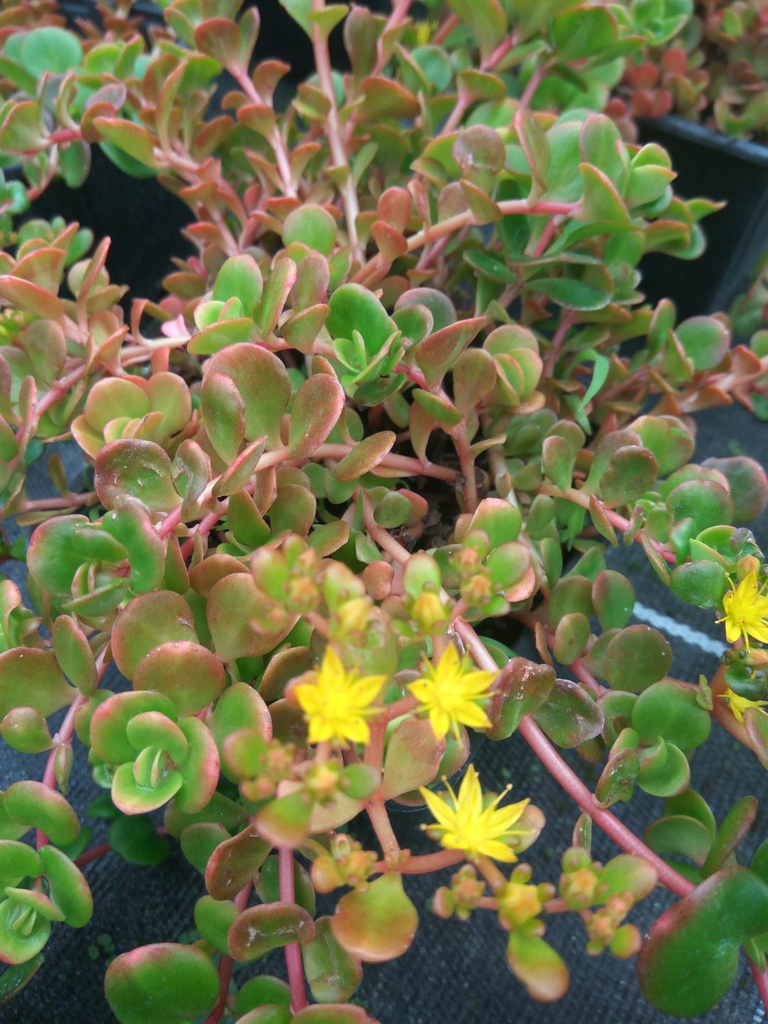Sedum tetractinum coral reef - Horticulture Brustier